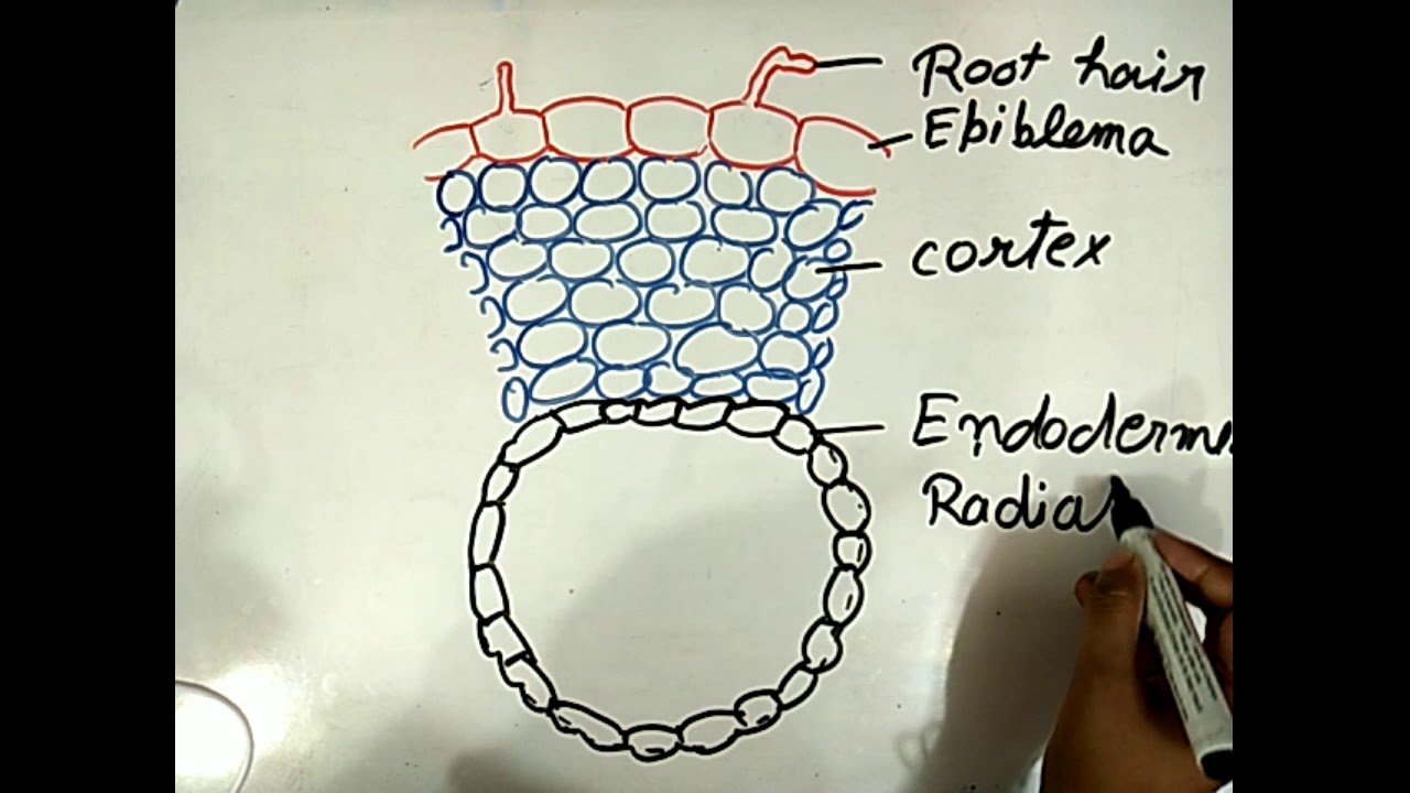 PLANT'S ROOT ANATOMY | T. S.OF DICOT ROOT | LECTURE-1 CLASS -XI ...
