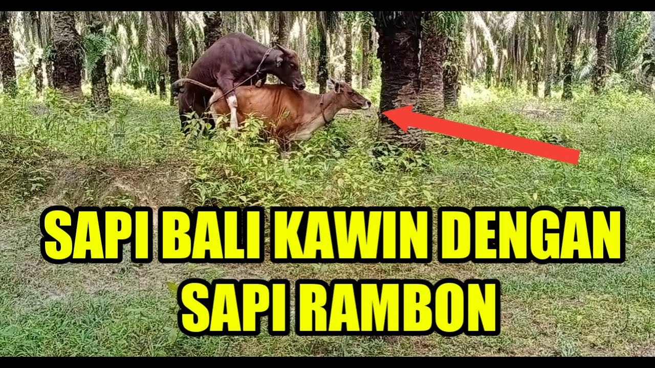 ngawinin sapi Bali sama sapi rambon - YouTube