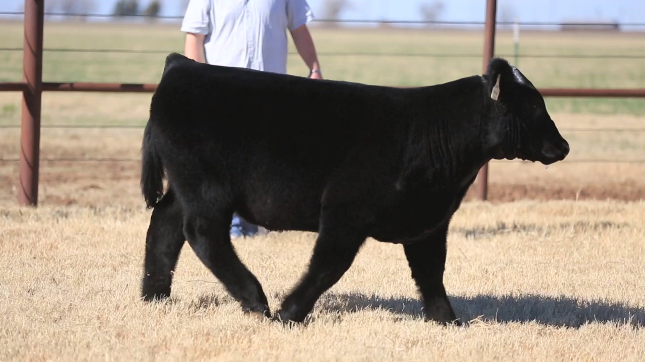 TAG 149 BRIAN MARTIN SHOW CATTLE | HEATWAVE X MAINE - YouTube