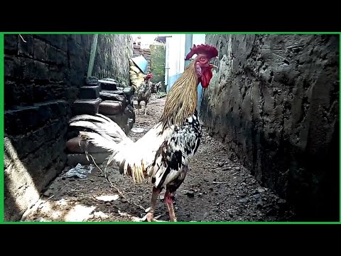 Rooster Non Stop Crowing Loud In The Morning - Amazing Rooster Crowing ...