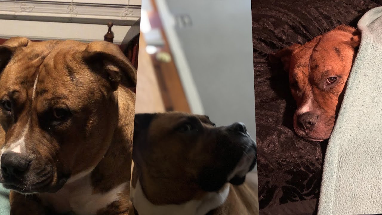 RIP Apollo... - YouTube