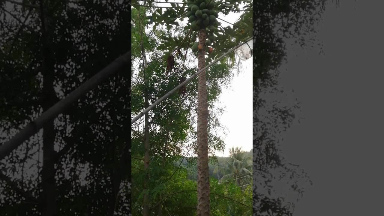 Harvesting papaya by a simple tool - YouTube
