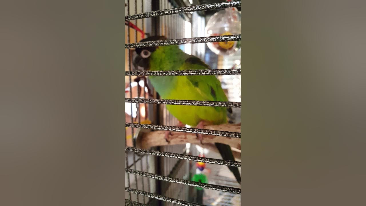 Molly the Nanday Conure - Talking and Showing Off Her Moves - YouTube