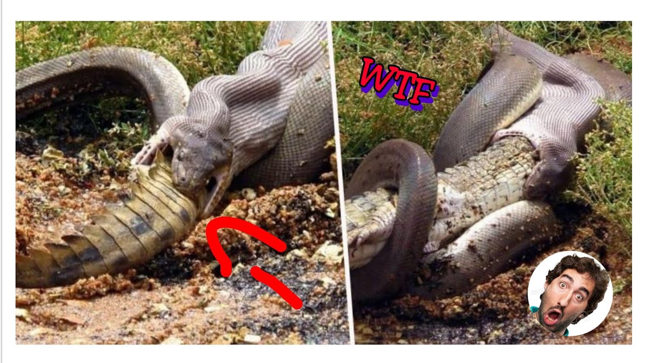 ANIMALS MOST DANGEROUS OF THE AMAZON JUNGLE(VERY HIGH) - YouTube