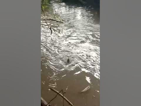 detik-detik strike ikan lele bikin kaget#shorts #mancing - YouTube