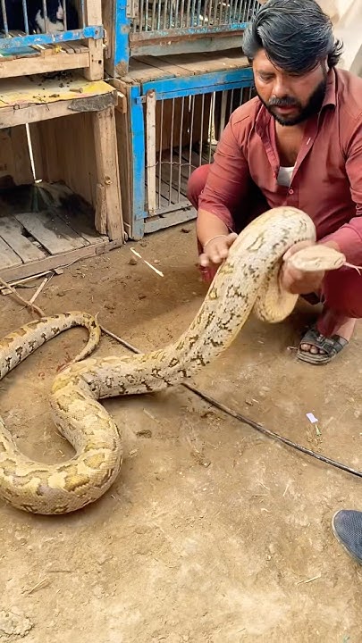 Python Snake - YouTube