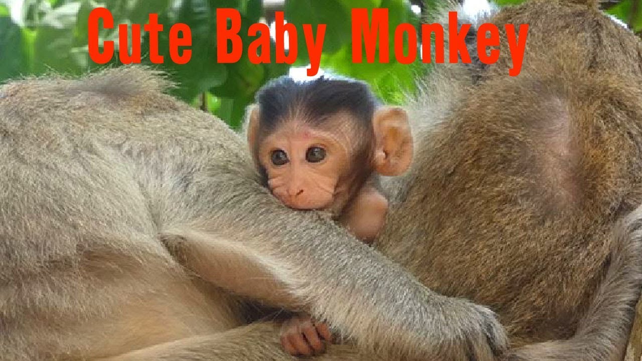 Cute baby monkey sleep with Papa and Mum #BarayMonkey - YouTube