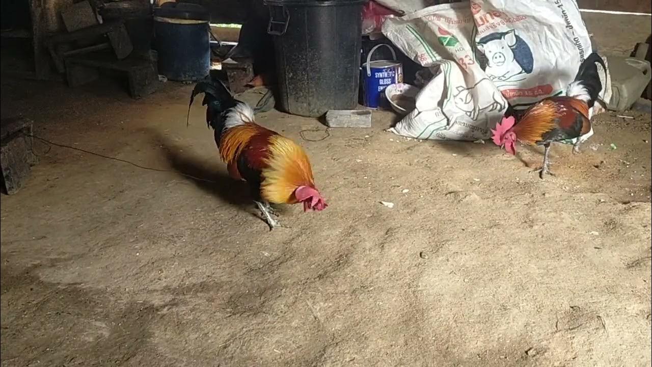 kuv ob tug qaib dib thiab noob qaib qus - YouTube