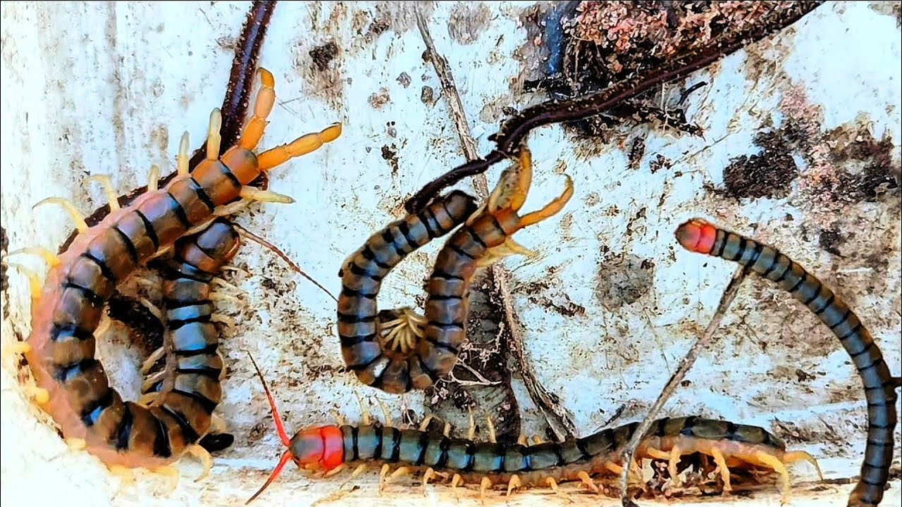 Catch and observe giant centipedes, earthworm and rice worm in wet ...