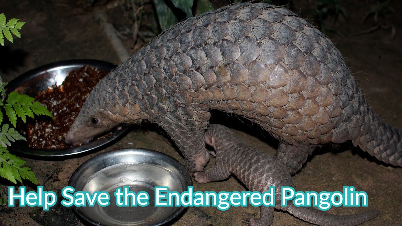 Help Save the Endangered Pangolin - YouTube