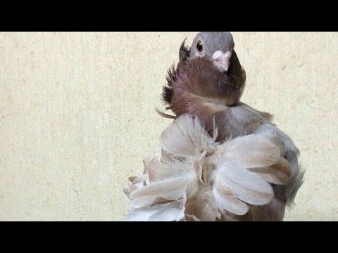 Goyercinler TERS TUK