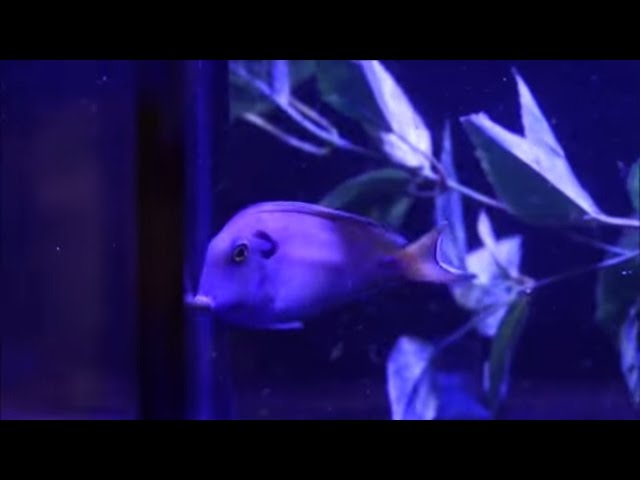 Tennenti Tang