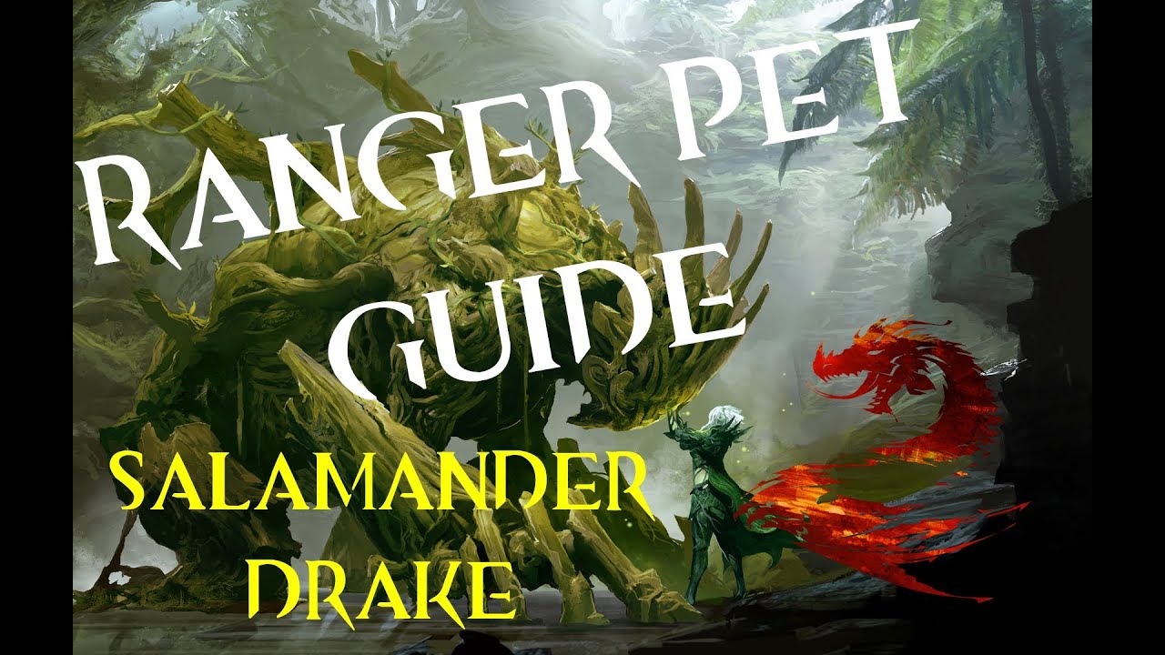 Guild Wars 2 - Salamander Drake // Ranger Pet Guide - YouTube