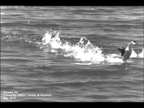Grebes running on water - YouTube