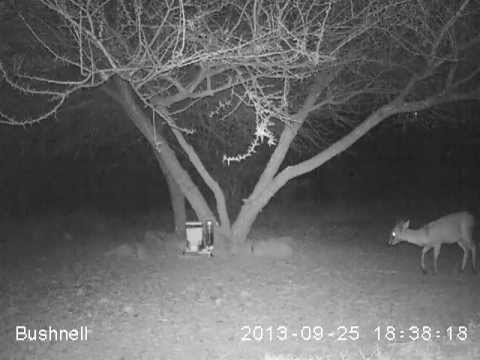 Nosey Duiker