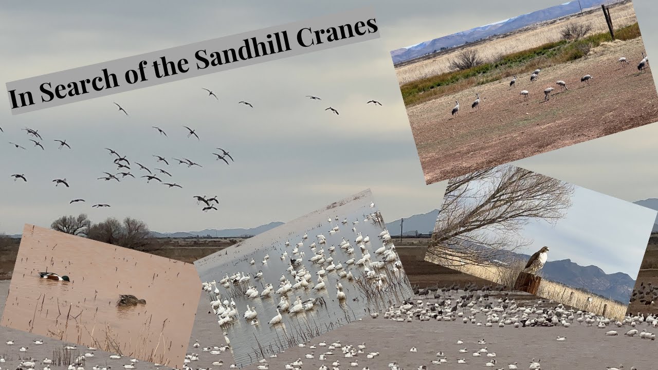In Search of Arizona’s Snowbirding Sandhill Cranes! - YouTube