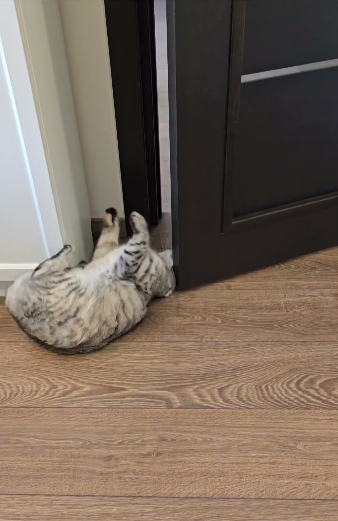 Cat Pushes Door 🐈🚪#cat #cutecat #catlover - YouTube