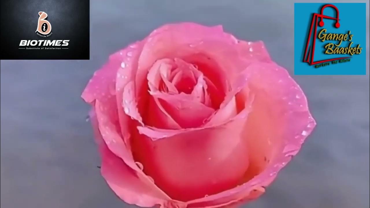 Hindi Nav Varsh/Vikram Samvat 2081/ Rejuvenation / Gange's Basket / Sushruuta / Biotimes ...