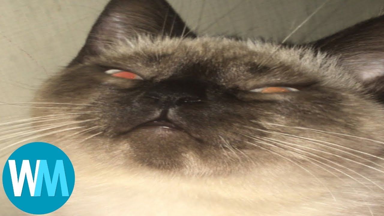 Top 5 Goofy Cats part 7 - YouTube