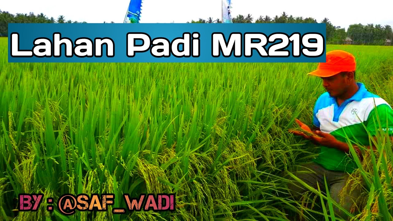 Lahan Padi MR219 [ Benih Terpopuler Di Petengahan 2019 ] - YouTube