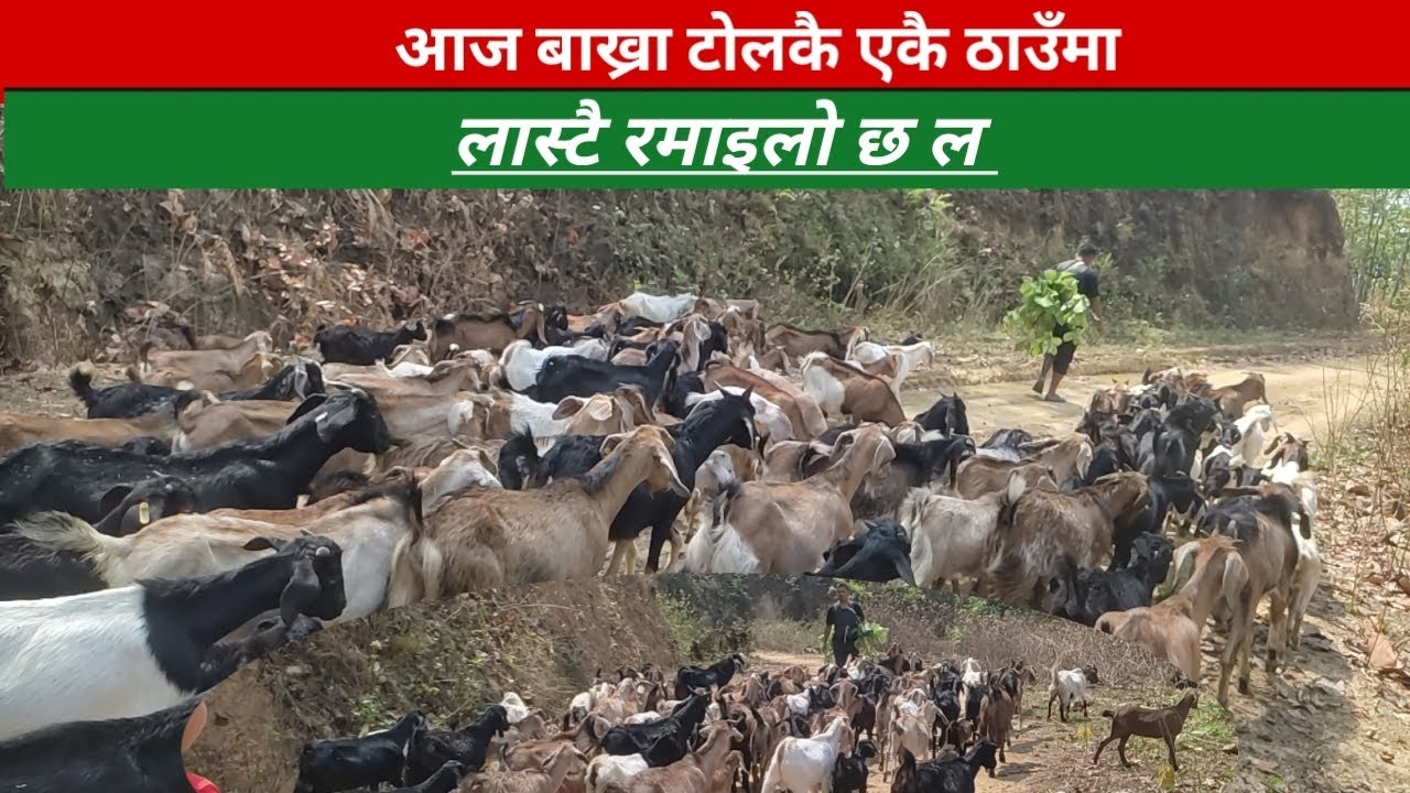 How much fun is happening at the village goat stage at once usmanwaiba ...