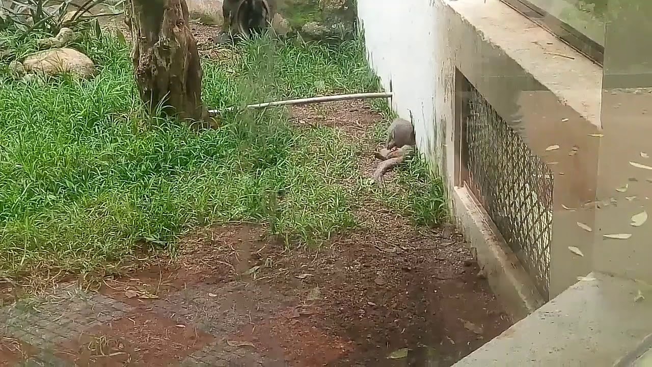 Zoological Park.. VELLORE Amirthi forest. #2VLOG #Small zoo #waterfalls ...