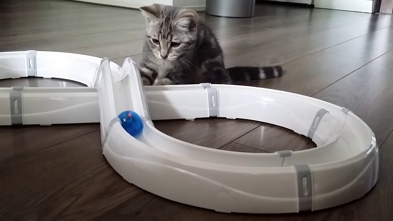 Milo: Hunt for the blue ball - YouTube