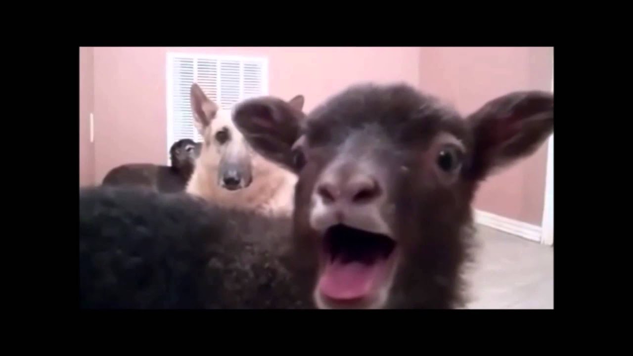 Yeah (goat) - YouTube