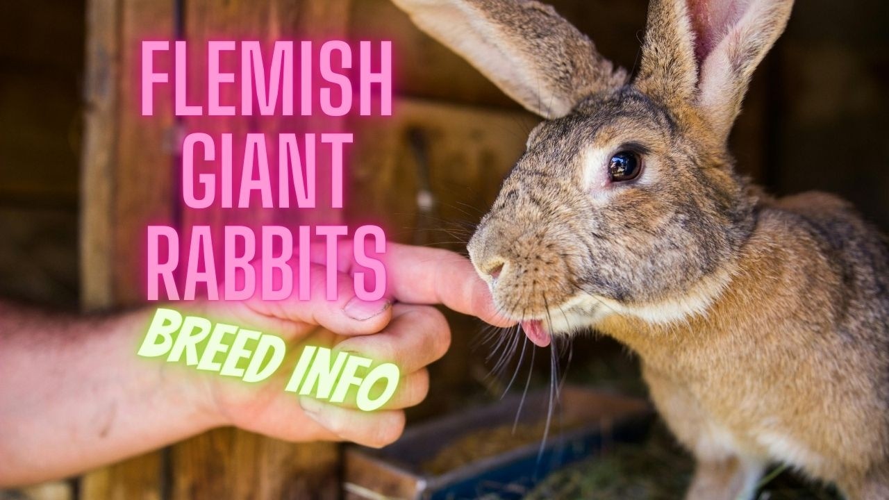 Meet the Flemish Giant Rabbits: The Gentle Giants of the Bunny World! 🐰 ...