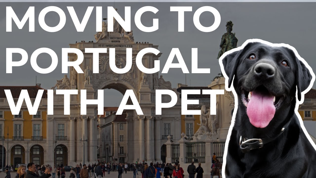 How to Move to Portugal With Your Pet (4 Steps) - YouTube