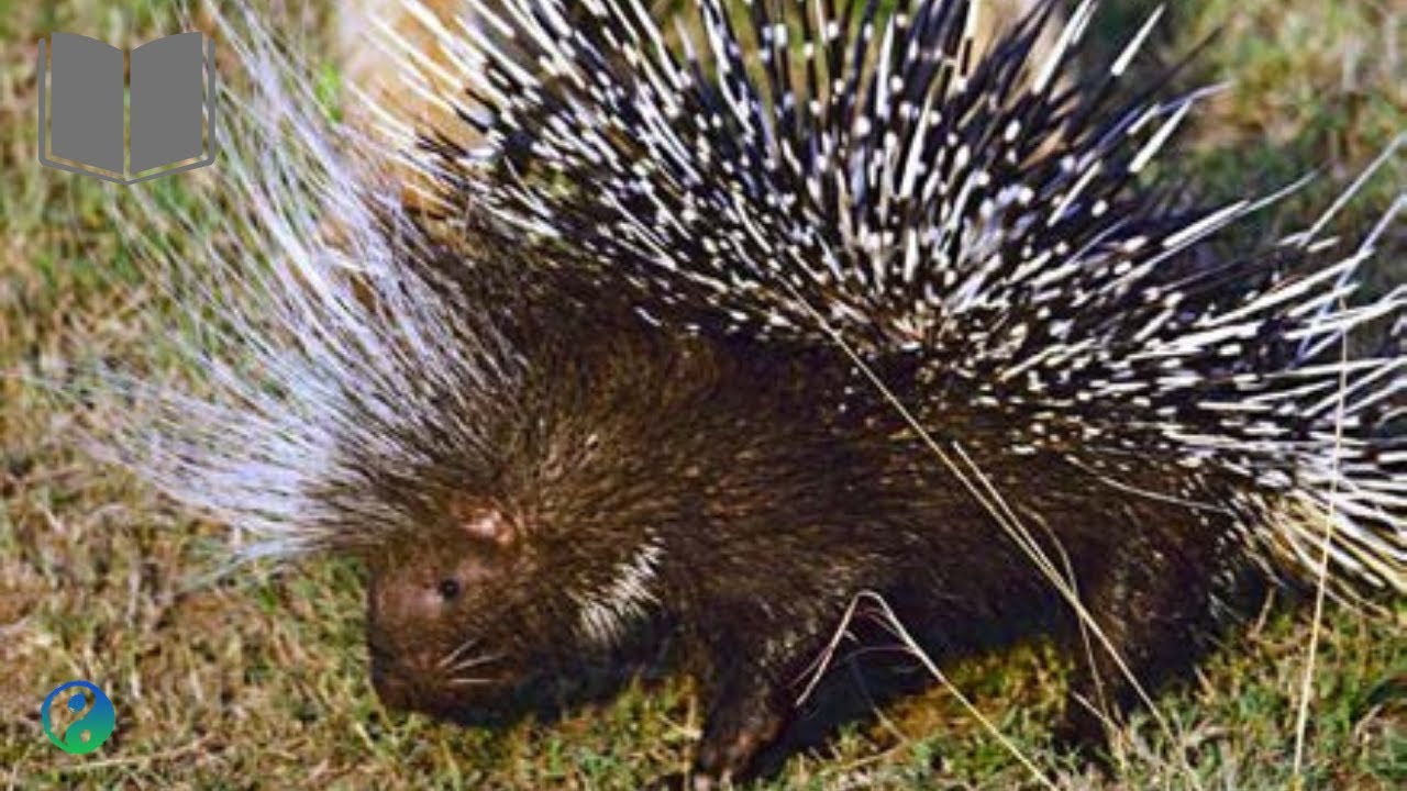 Gli istrici lanciano gli aculei? - YouTube