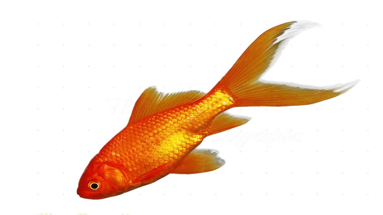 goldfish ASL - YouTube