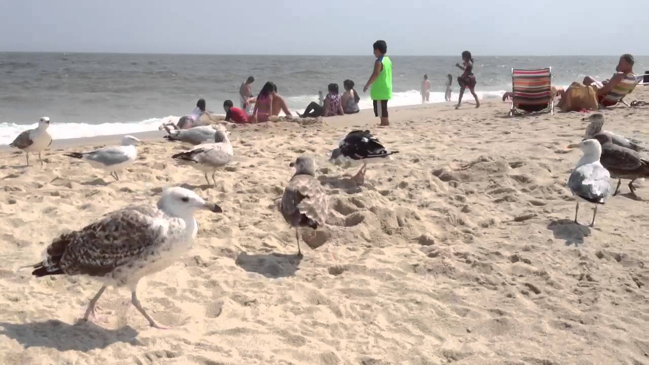 Sea Gulls fighting over crackers - YouTube