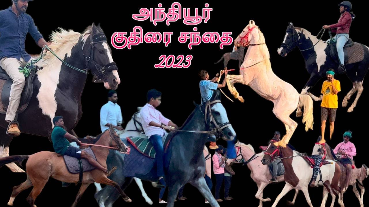 ANTHIYUR HORSE MARKET 2023 8TH AUG latest Anthiyur horse sandai ...