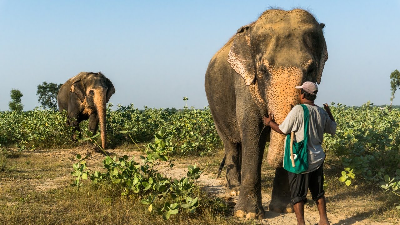 Hanging Out With Rescued Elephants In India - YouTube