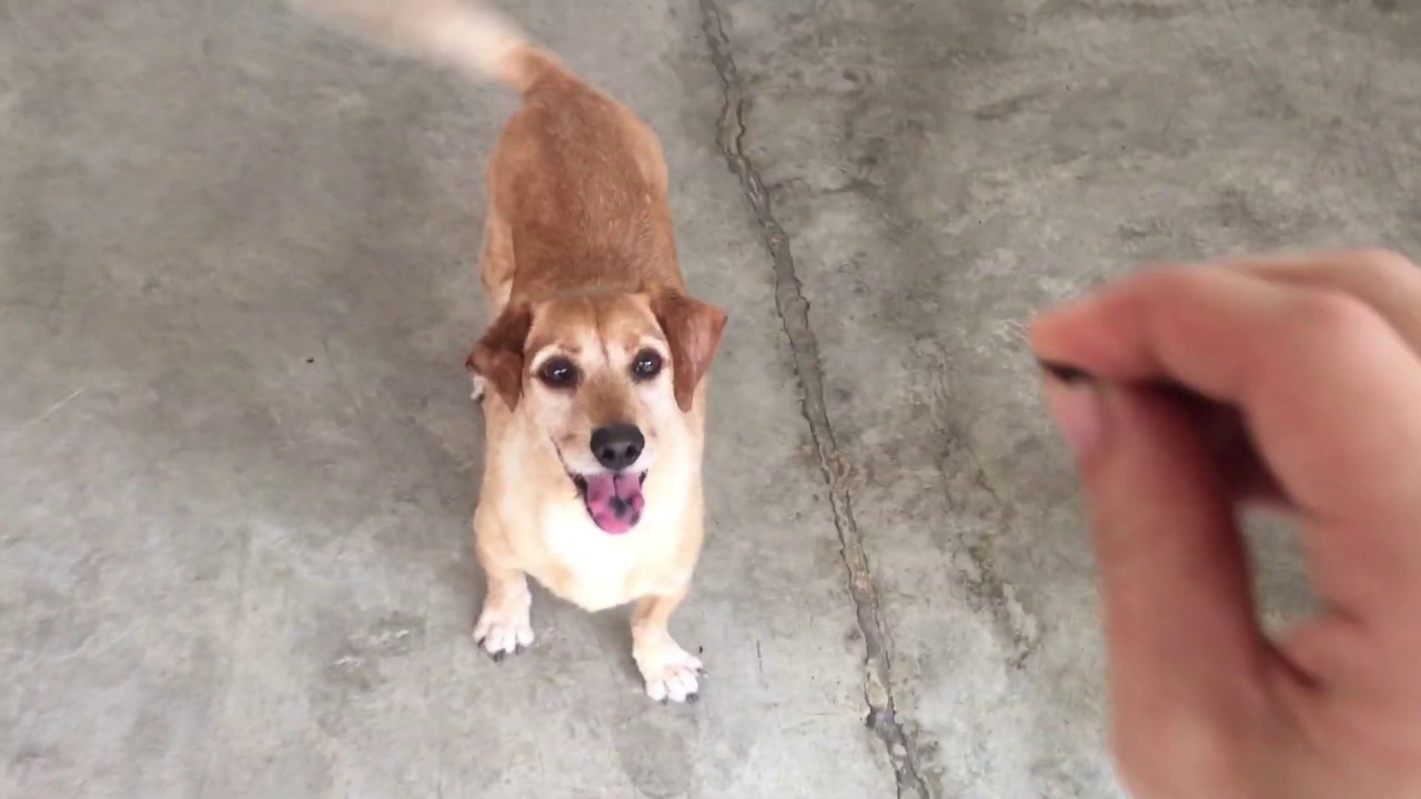 Riley is looking for a home! ADOPTED! - YouTube