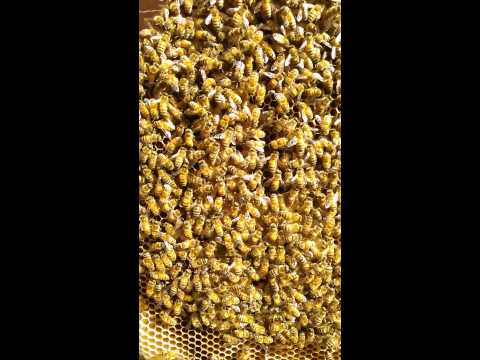 Bikini frame for bees.  Progress so far.