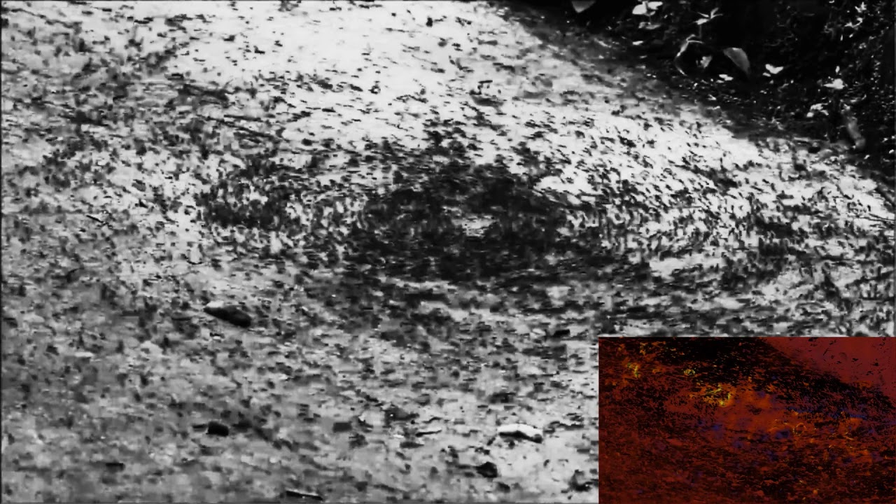 Army ant disaster - YouTube
