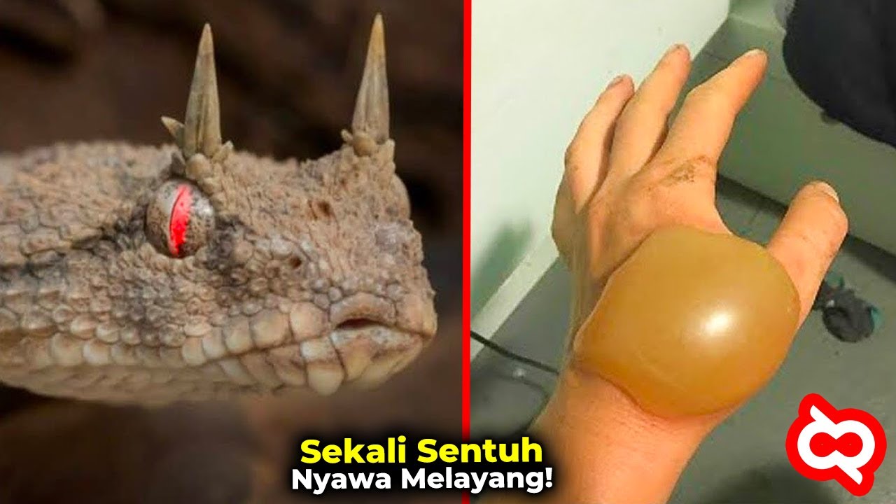 Waspada Efek Terhadap Tubuh Manusia Bisa Seburuk ini! Hewan Berbisa ...
