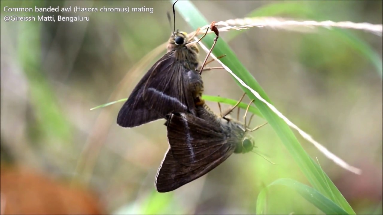Common banded awl (Hasora chromus) mating - YouTube