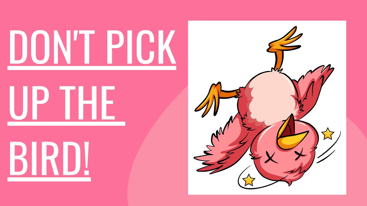 Let's talk about Broken Bird Syndrome - YouTube