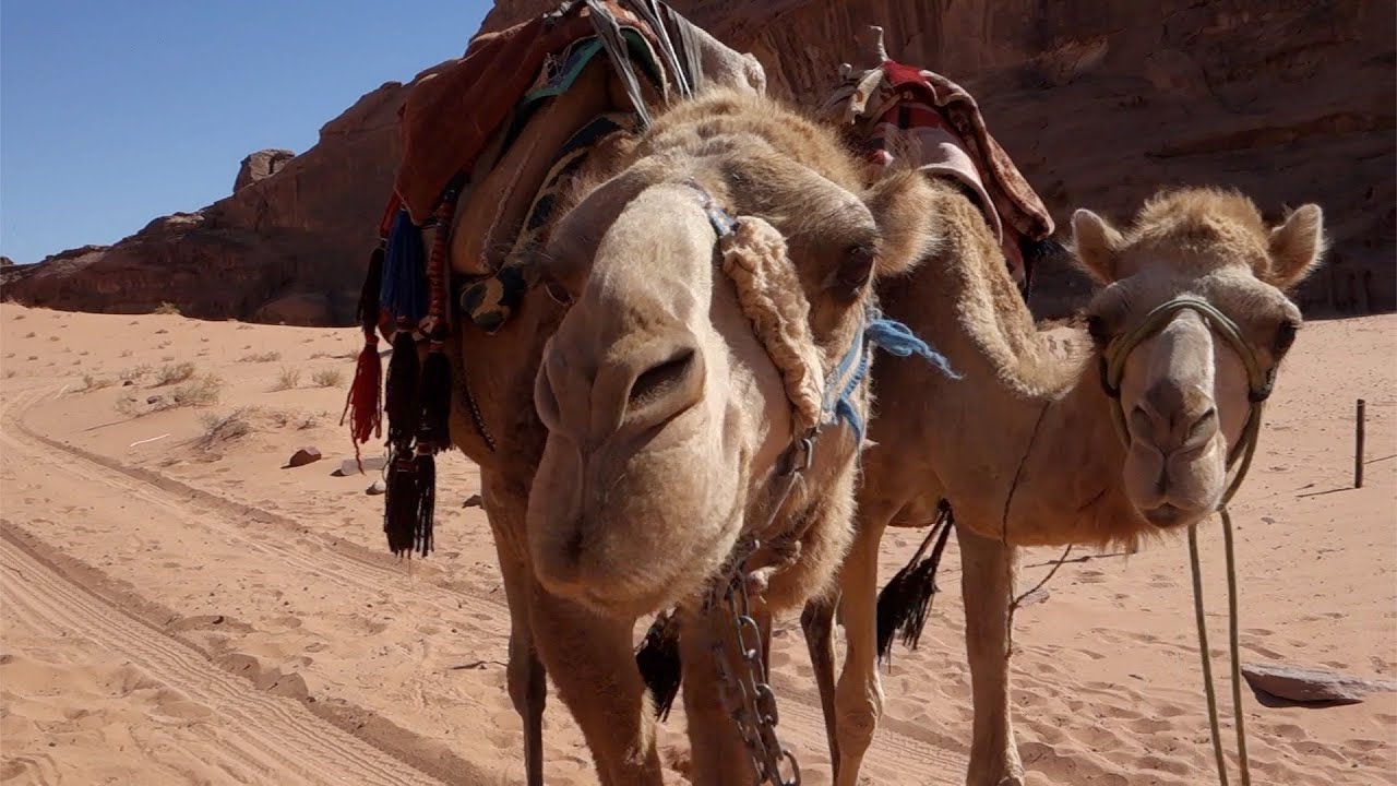 Alian & Halwan - YouTube