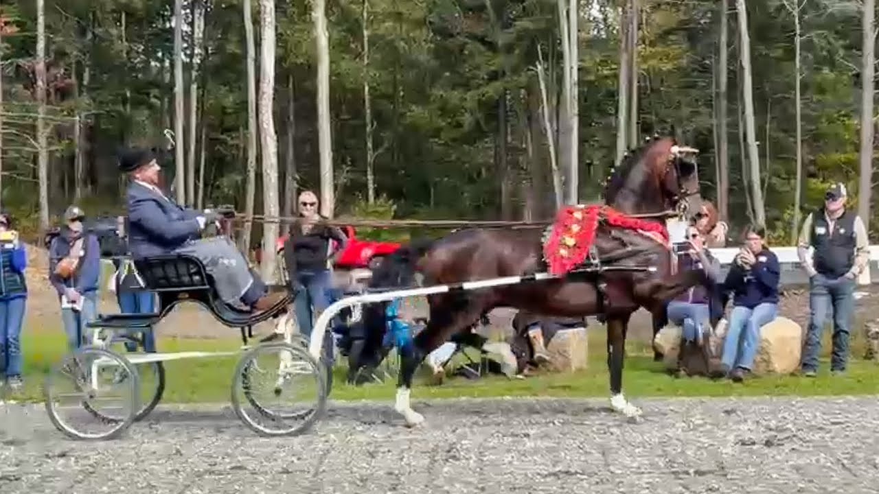 KWPN stallion Atleet Preferent (Patijn x Waterman) retirement ceremony ...