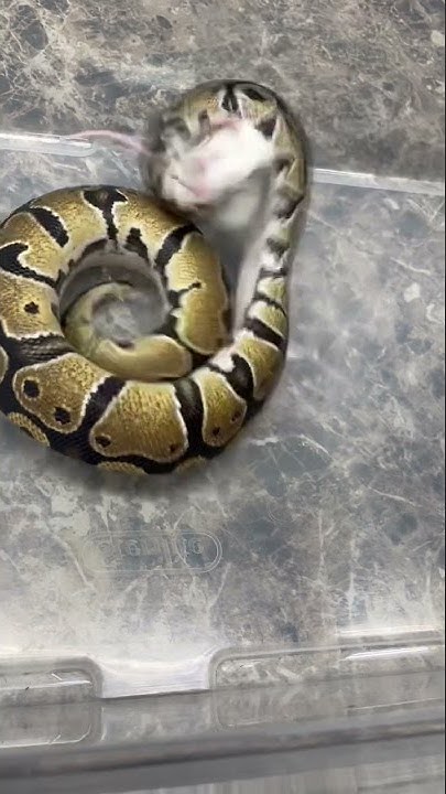 Juvenile Ball Python with an amazing strike [WARNING Live Feeding ...