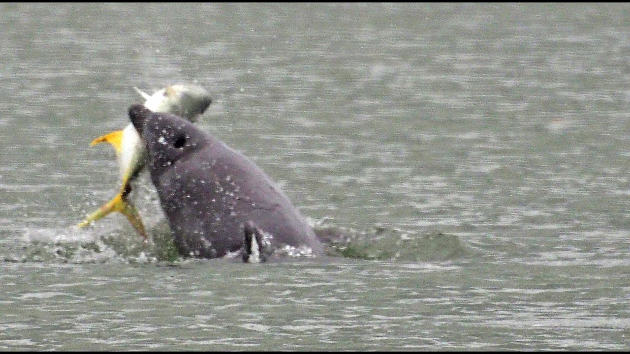 Dolphins Playing with Their Food - Tossing a Large Crevalle Jack Fish ...
