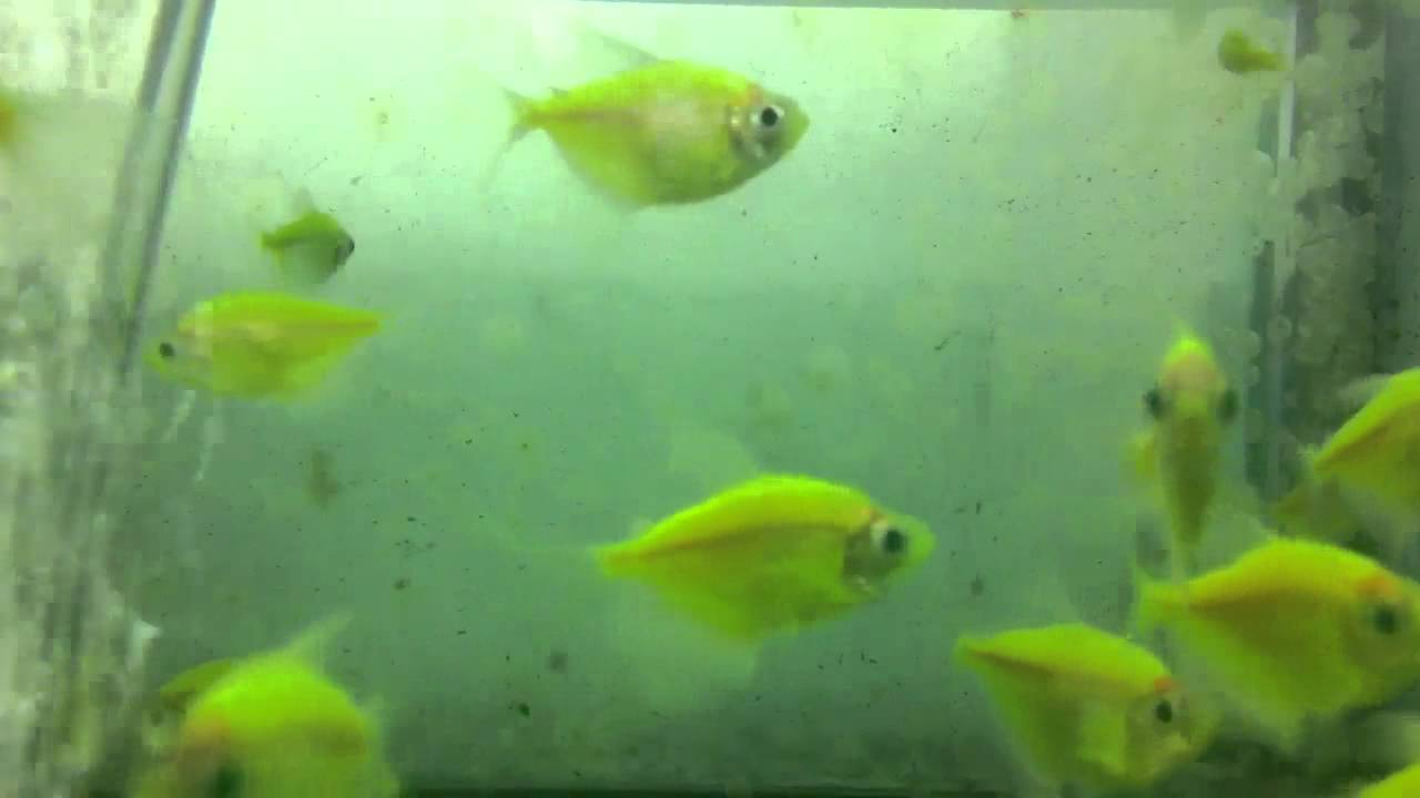Glo-Fish Tetra - YouTube