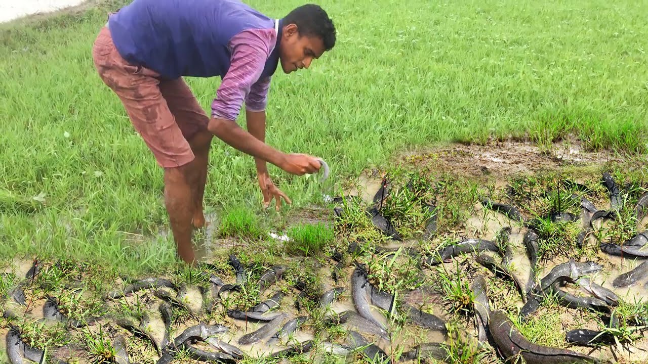 Amazing Hand Fishing In Grass Field Smart boy Catching fish in Dry ...