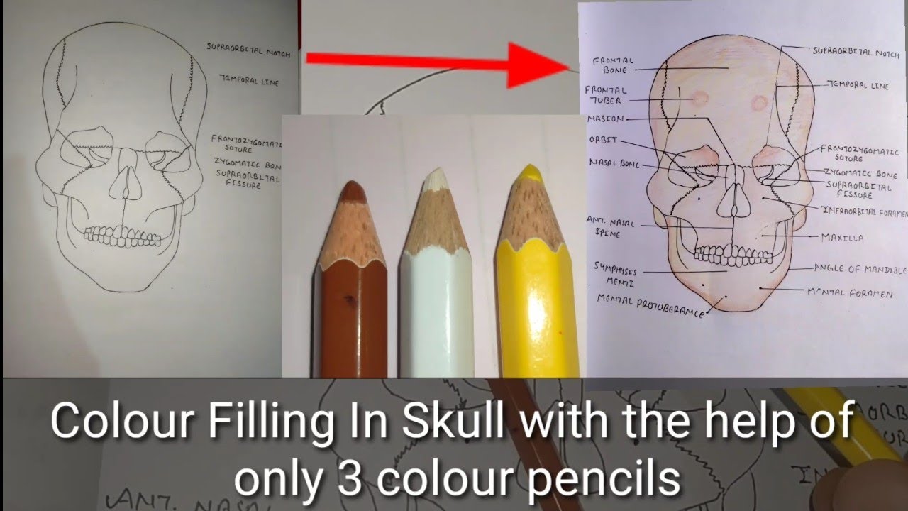 Colour Filling In Skull Diagram With the help on only 3 Colour Pencils ...