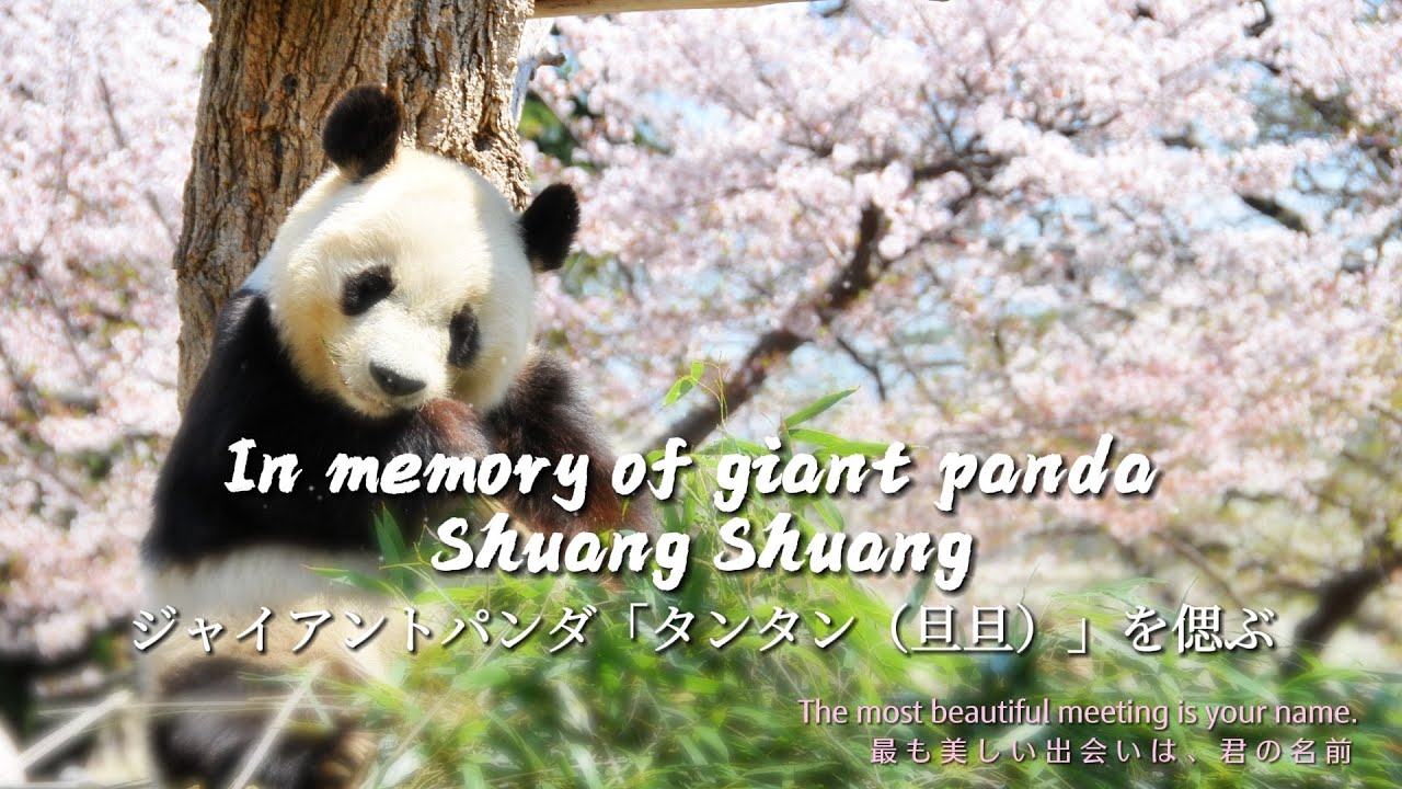 An Encounter With Panda Shuang Shuang In Cherry Blossoms | iPanda - YouTube
