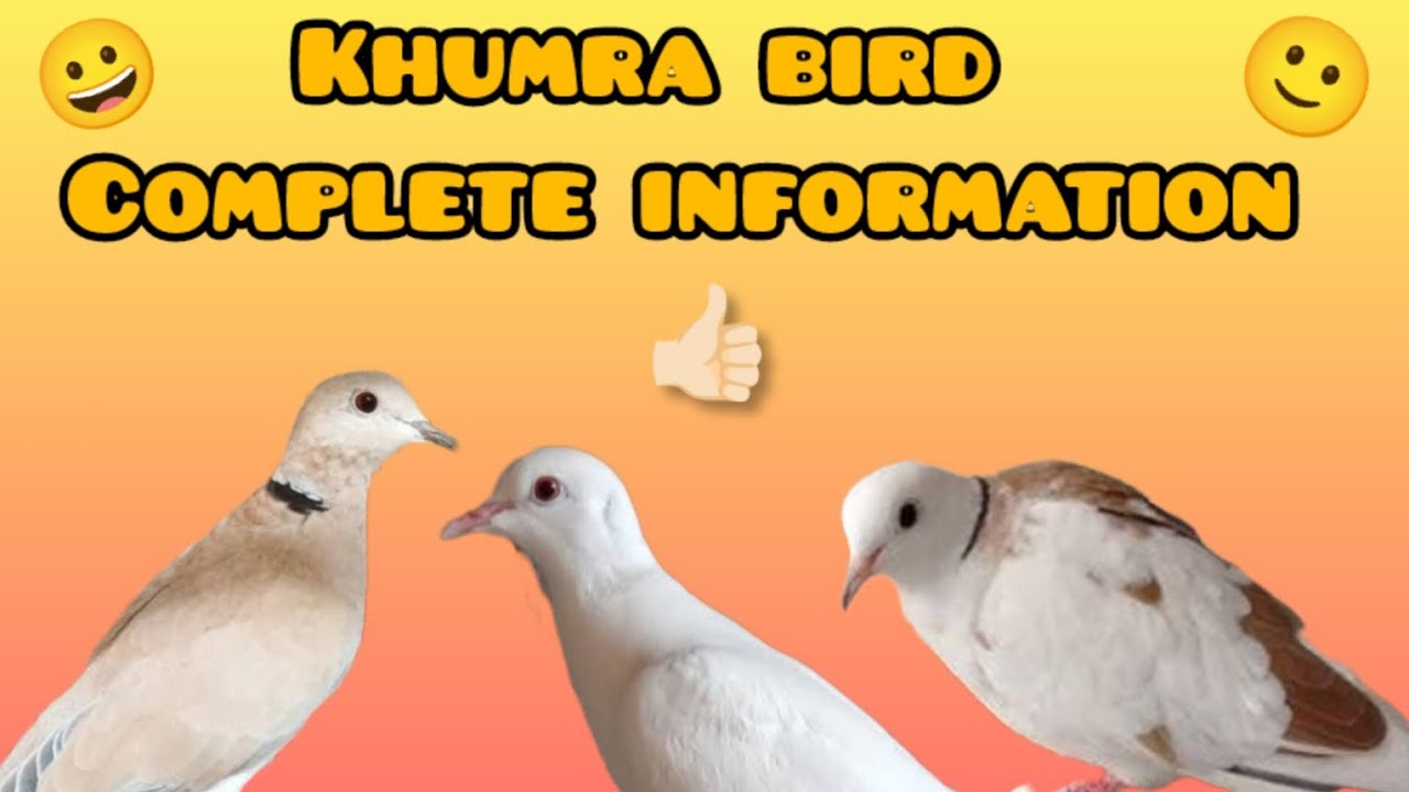 Khumra Bird complete information 🕊️ | Chaudhary Bird's Vlog - YouTube